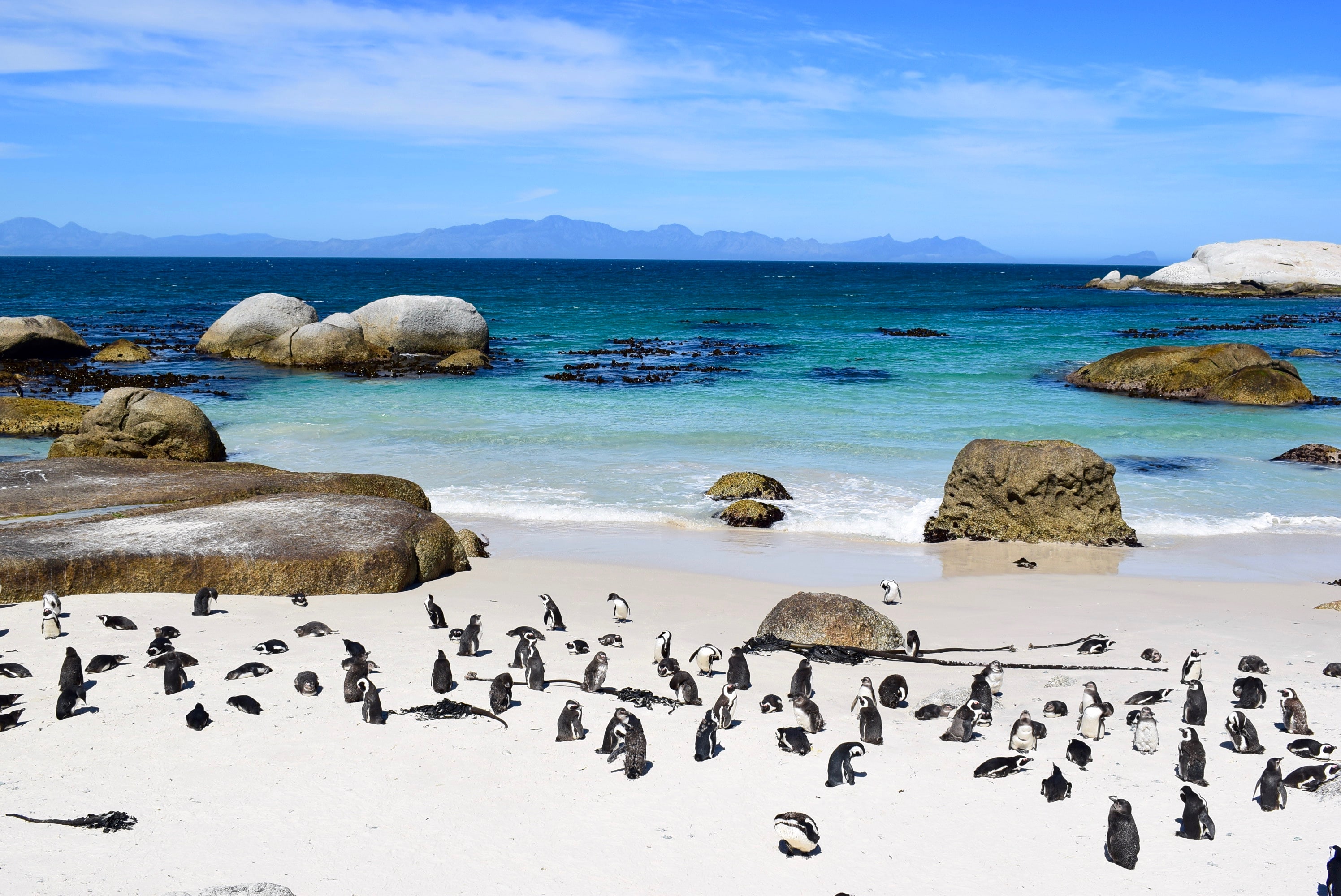 How To Visit The Penguins At Boulder Beach Cape Town Don t Dream How To Visit The Penguins At Boulder Beach Cape Town Don t Dream